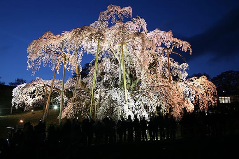 The Renowned Sakura - Japan Backpacker