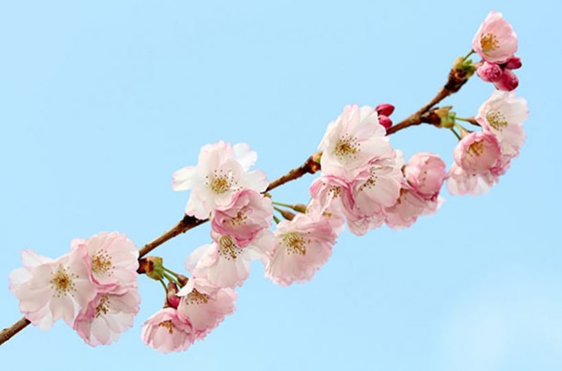 The Renowned Sakura - Japan Backpacker